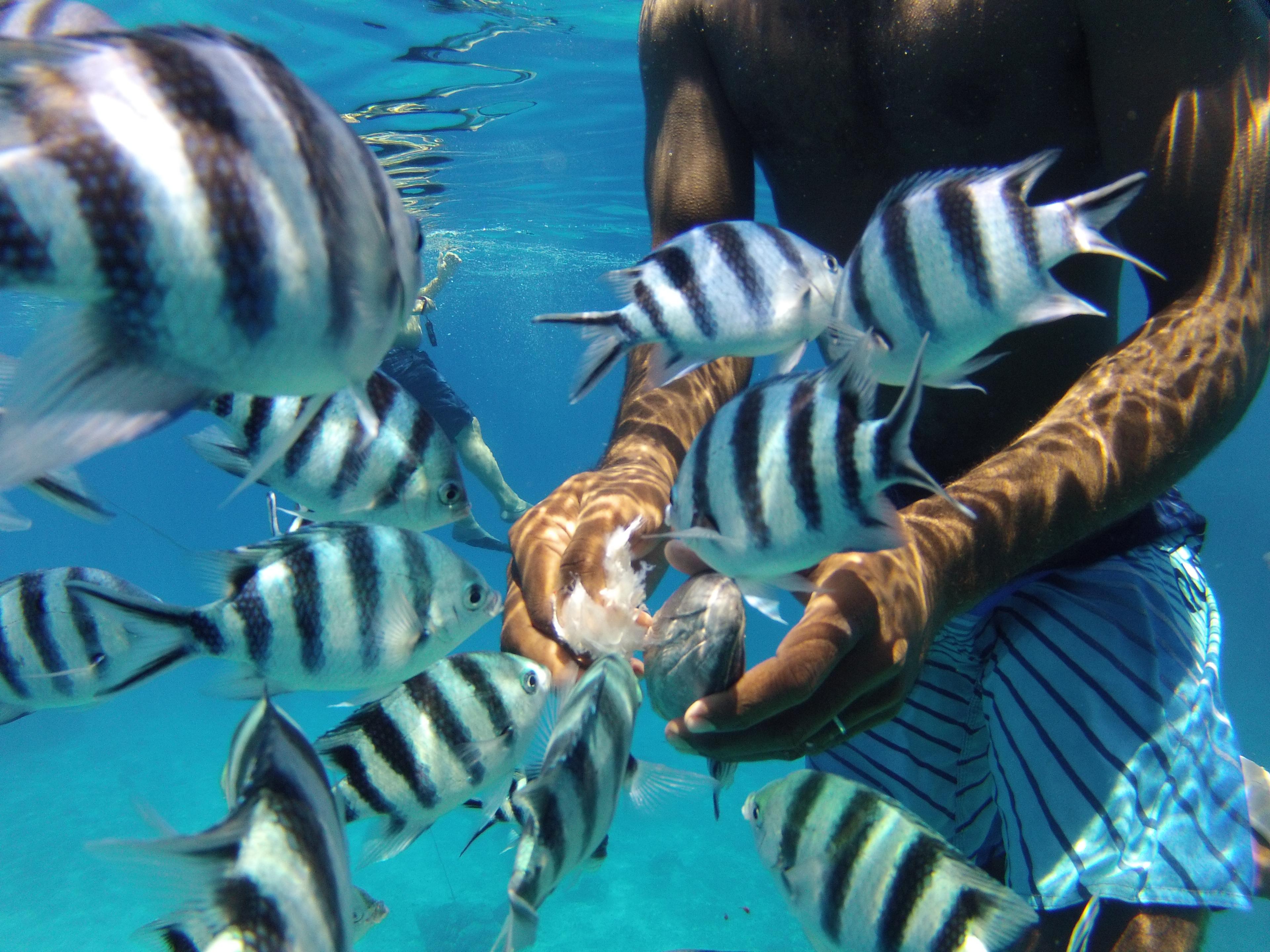 Volunteering in Fiji | Projects Abroad